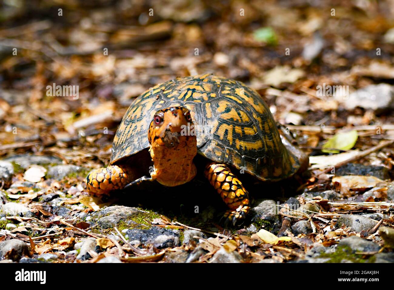 Box turtle on a hiking trail in the Fall Stock Photo - Alamy