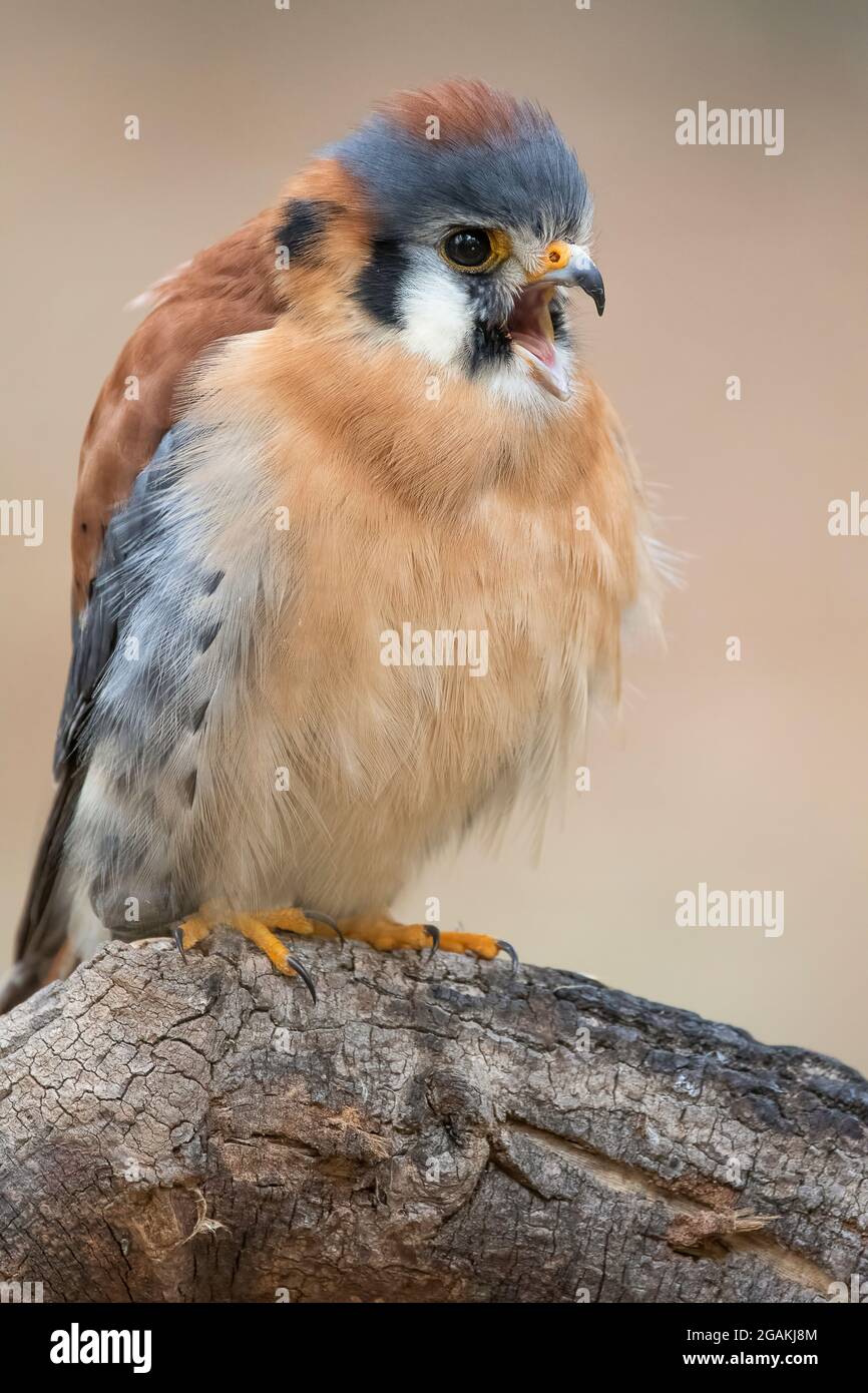 Male american kestrel hi-res stock photography and images - Alamy