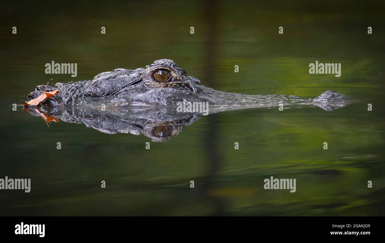 Alligator mating hi-res stock photography and images - Alamy