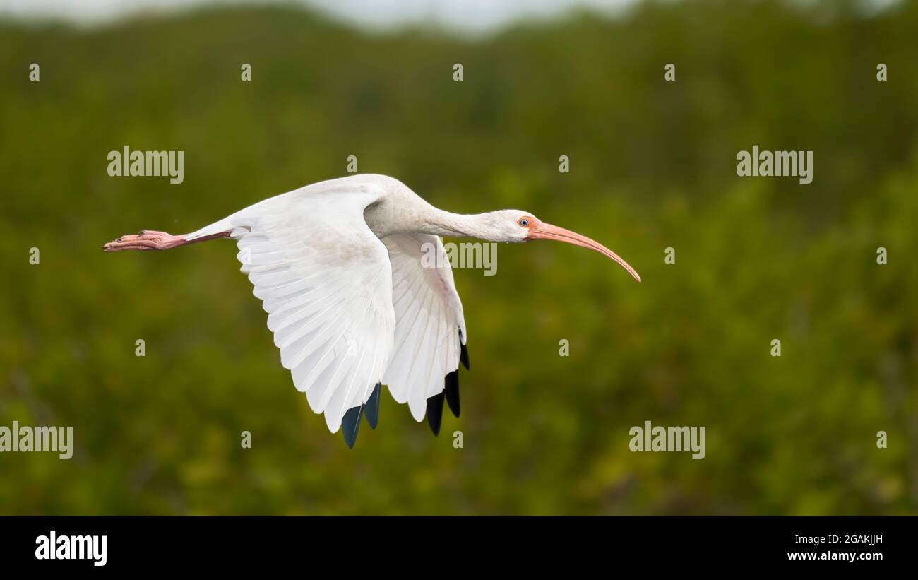 White ibis in island hi-res stock photography and images - Alamy