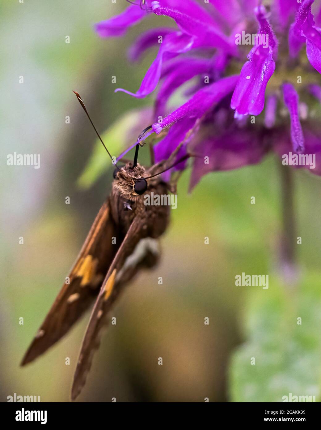 Silver spotted skipper gathering nectar from a bee balm flower Stock ...