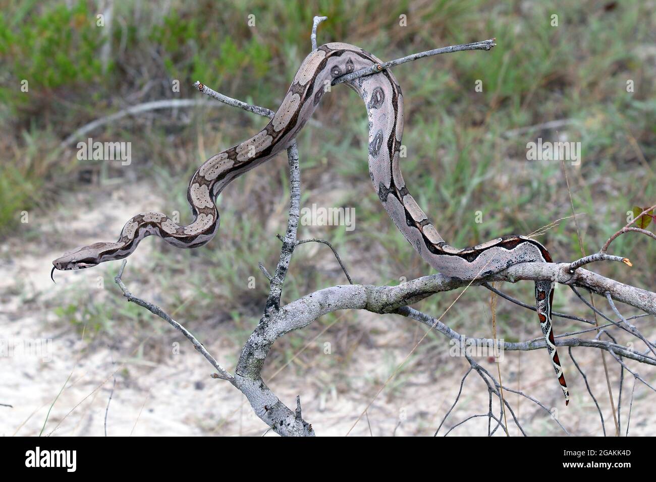Common boa (Boa constrictor) hanging from a tree in Brazil Stock Photo ...