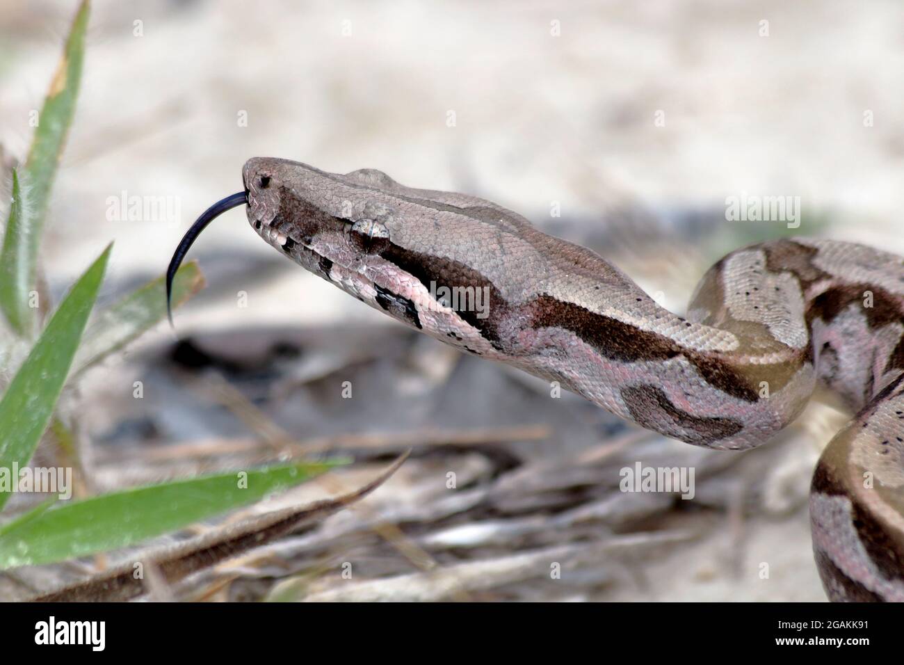 Boa Constrictor Attack