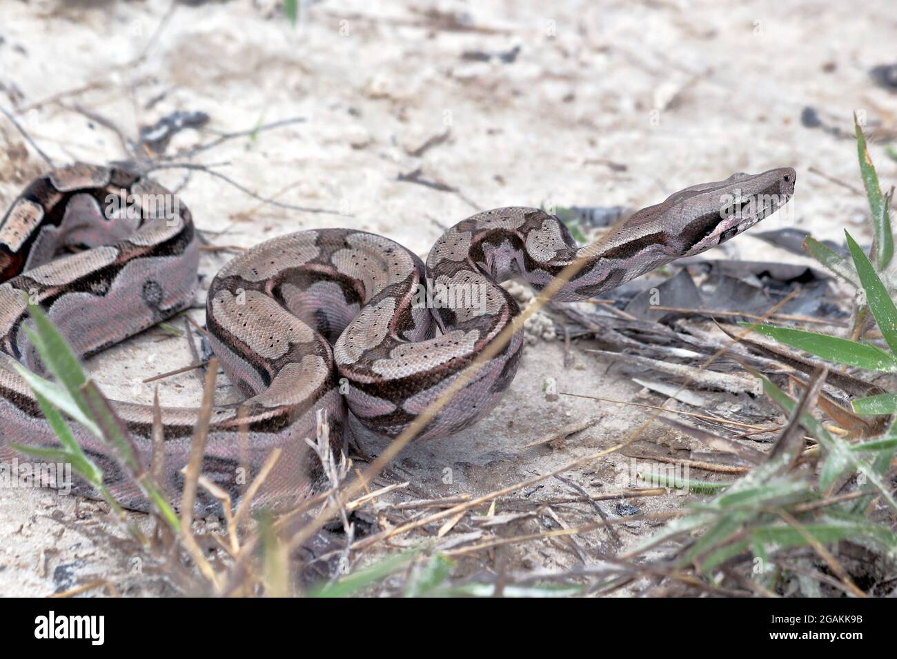 Boa Constrictor Attack