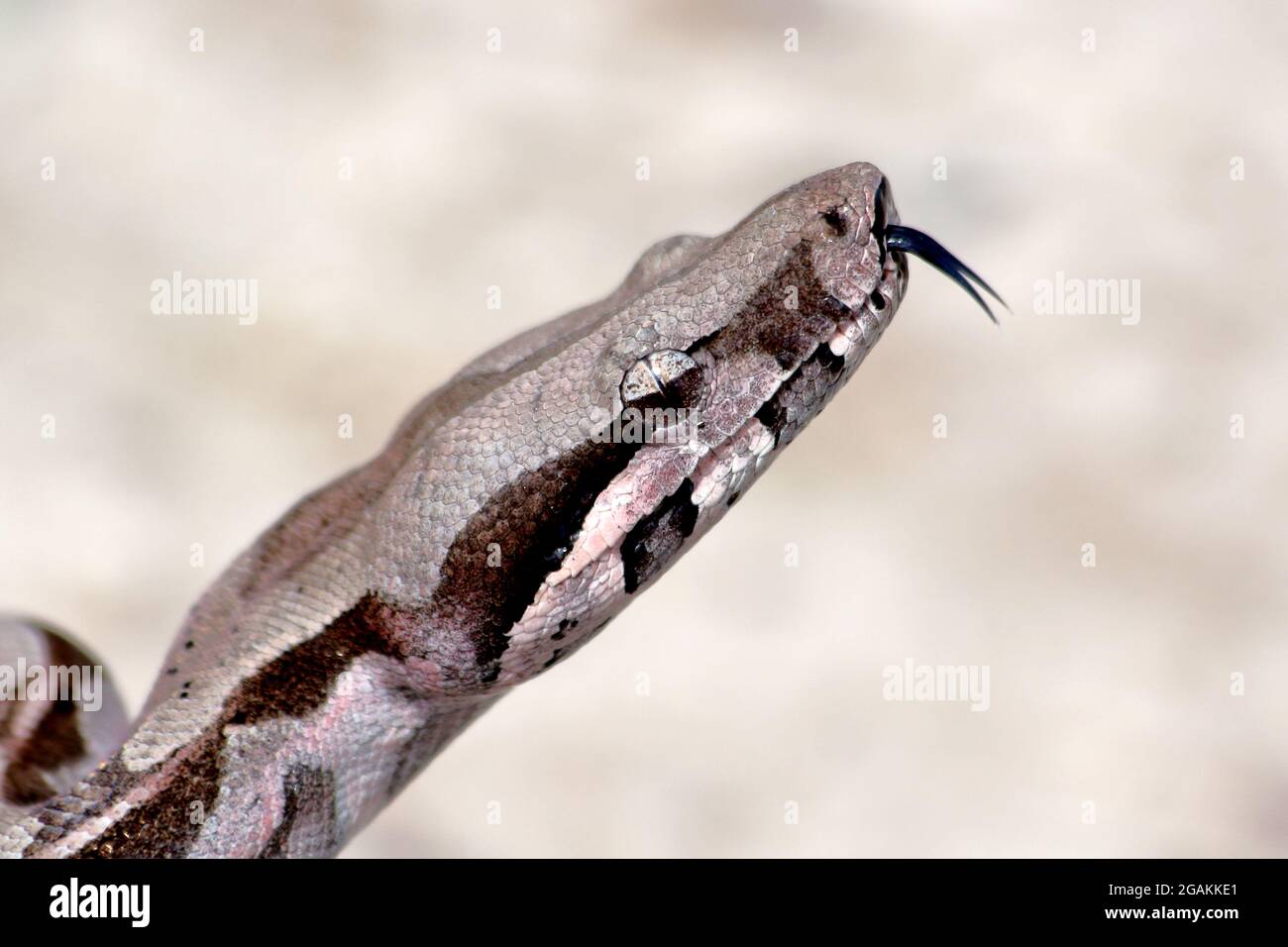 close up of a red-tailed boa (good constrictor Stock Photo - Alamy