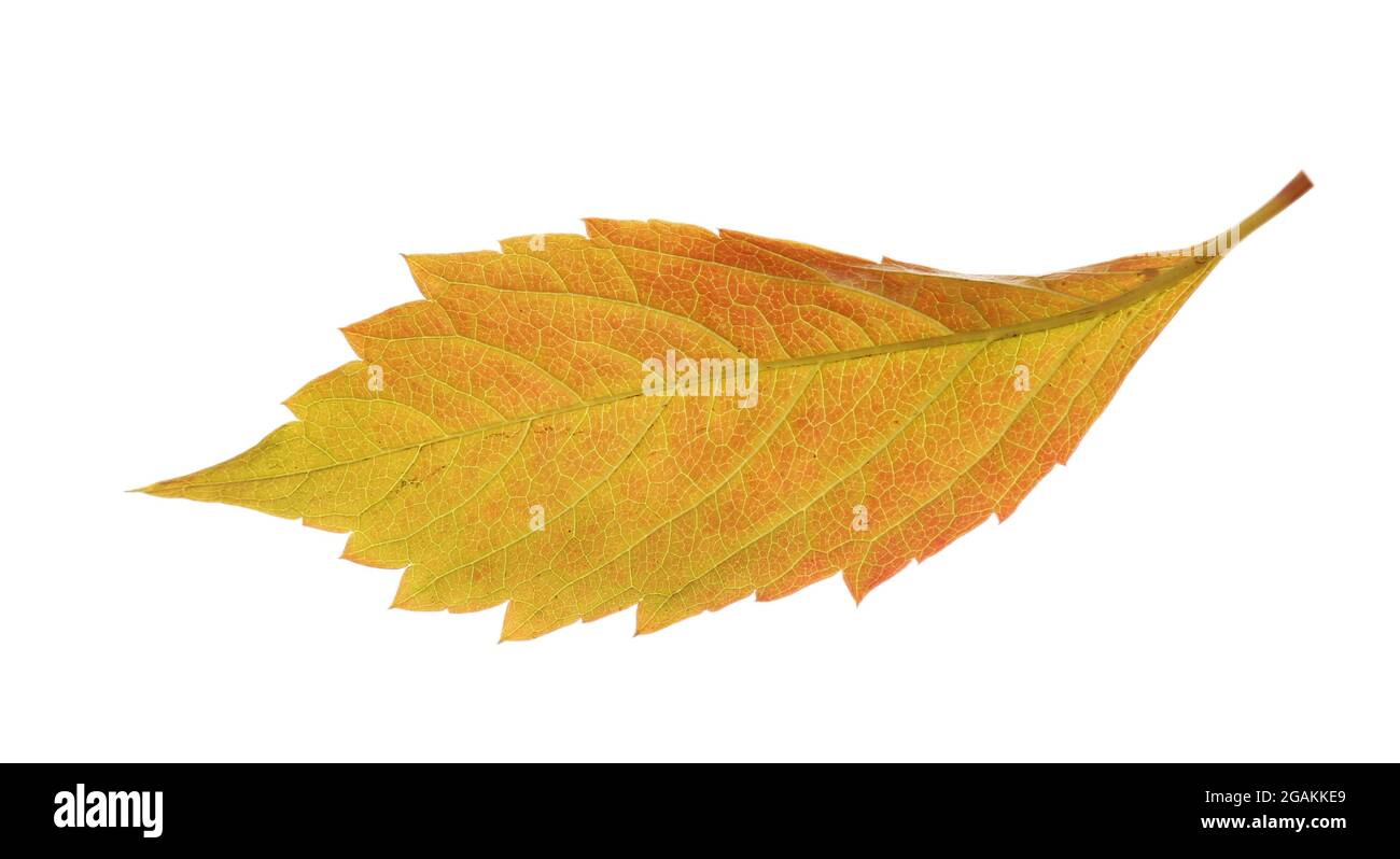 Autumn yellow leaf isolated on white Stock Photo - Alamy