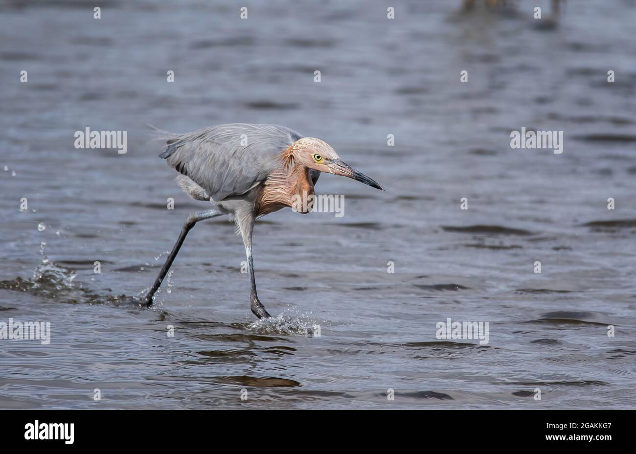 Reddish Egret Attempting to Chase Fish Stock Photo - Alamy