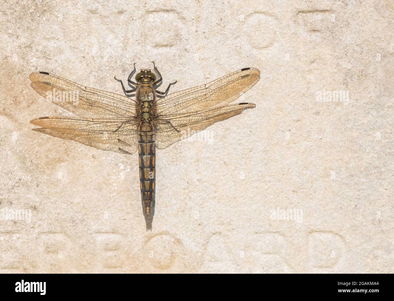 Dragonfly southampton old cemetery hi-res stock photography and images ...