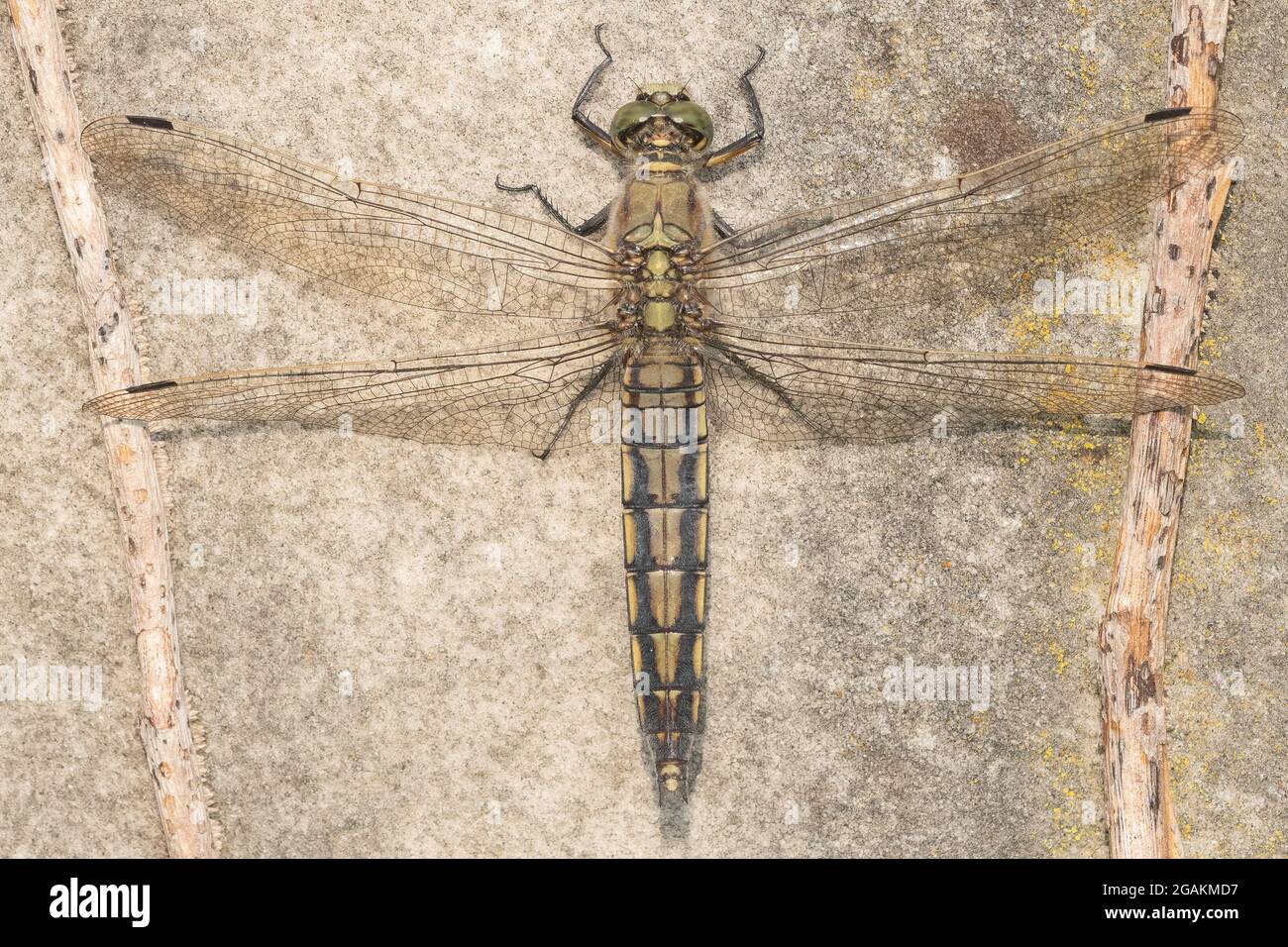 Dragonfly on headstone in Southampton Old Cemetery Stock Photo - Alamy