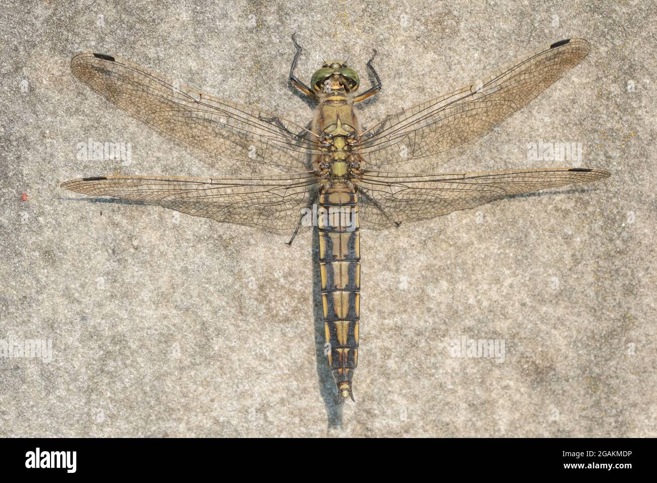 Dragonfly on headstone in Southampton Old Cemetery Stock Photo - Alamy