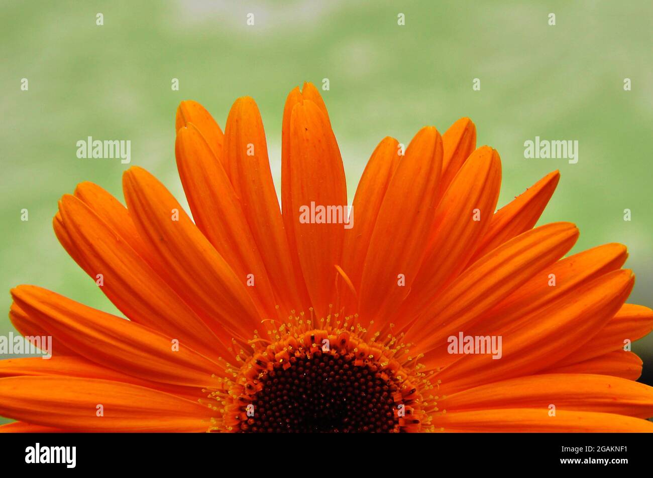 Close-up Orange Daisy Stock Photo - Alamy