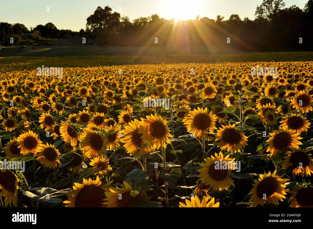 Sun rays over a sunflower field Stock Photo - Alamy