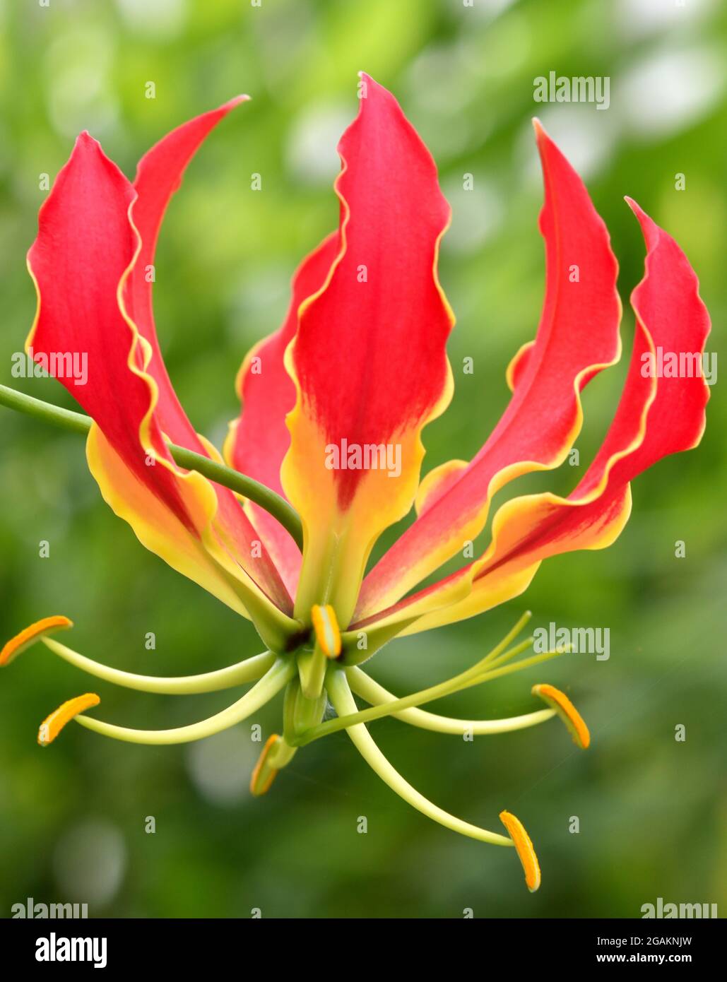 Gloriosa lily hi-res stock photography and images - Alamy