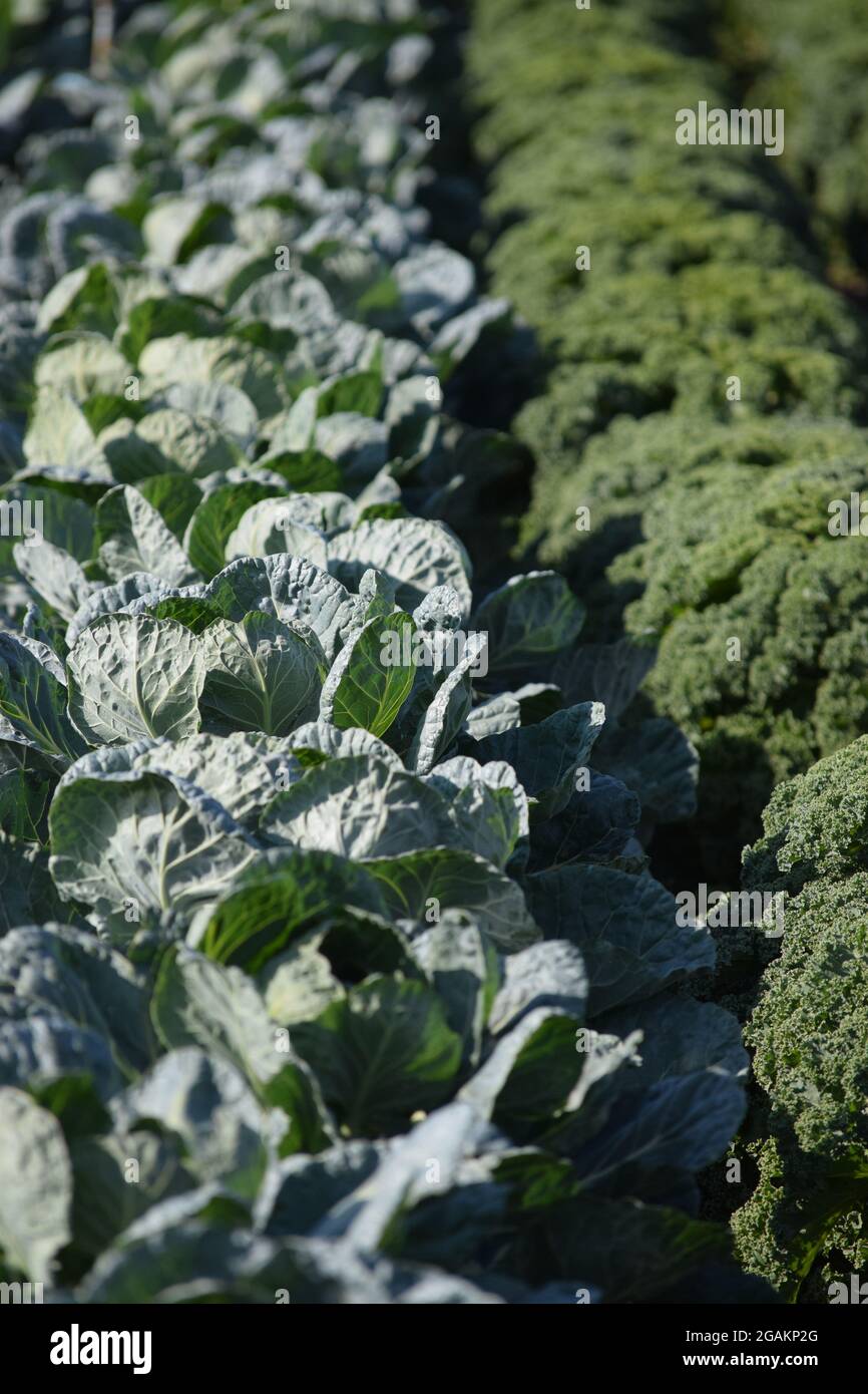 Head cabbage and Kale side by side on a Vegetable plantation Stock ...