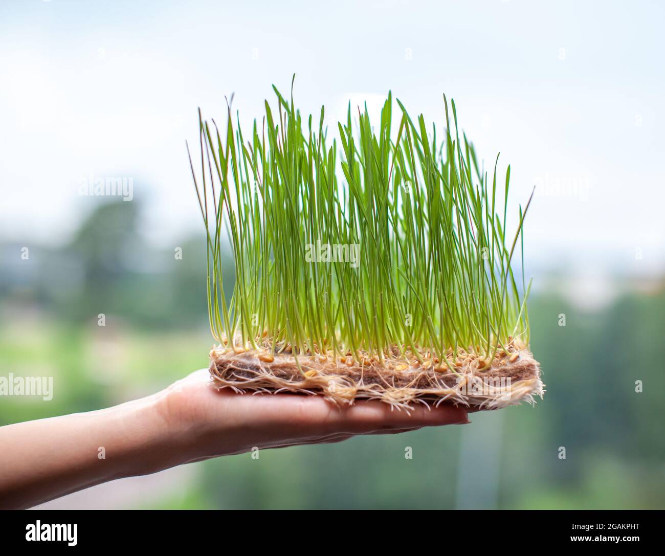 Sprouted wheat grains, micro-green in the hand close-up. Sprouted wheat ...
