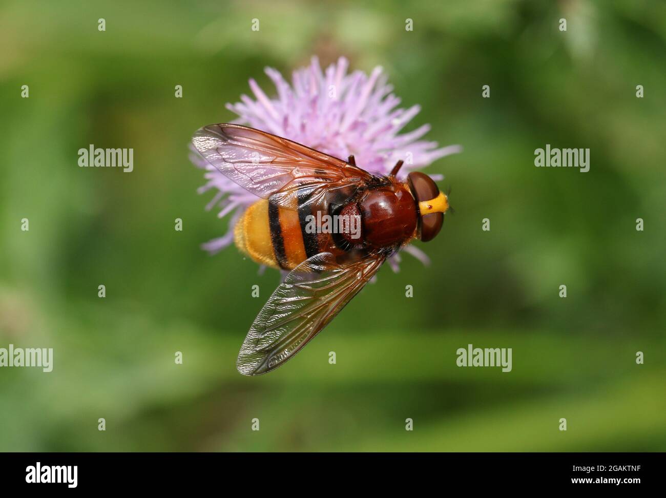 A Hornet Mimic Hoverfly, Volucella zonaria, pollinating a thistle ...