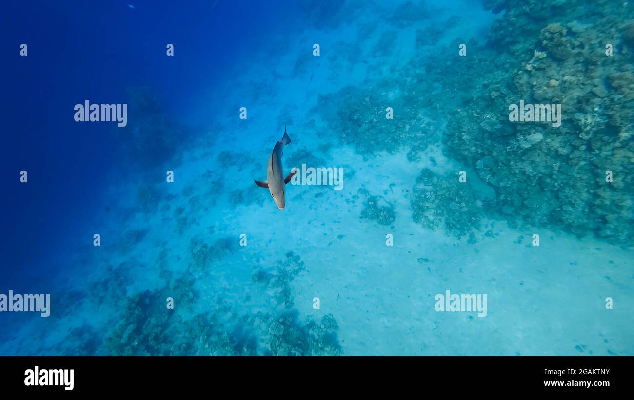 predatory tropical fish swims on the seabed amid coral in search of ...