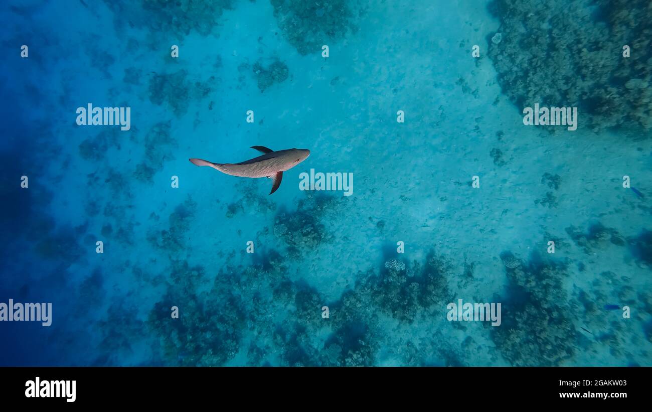 predatory tropical fish swims on the seabed amid coral in search of ...