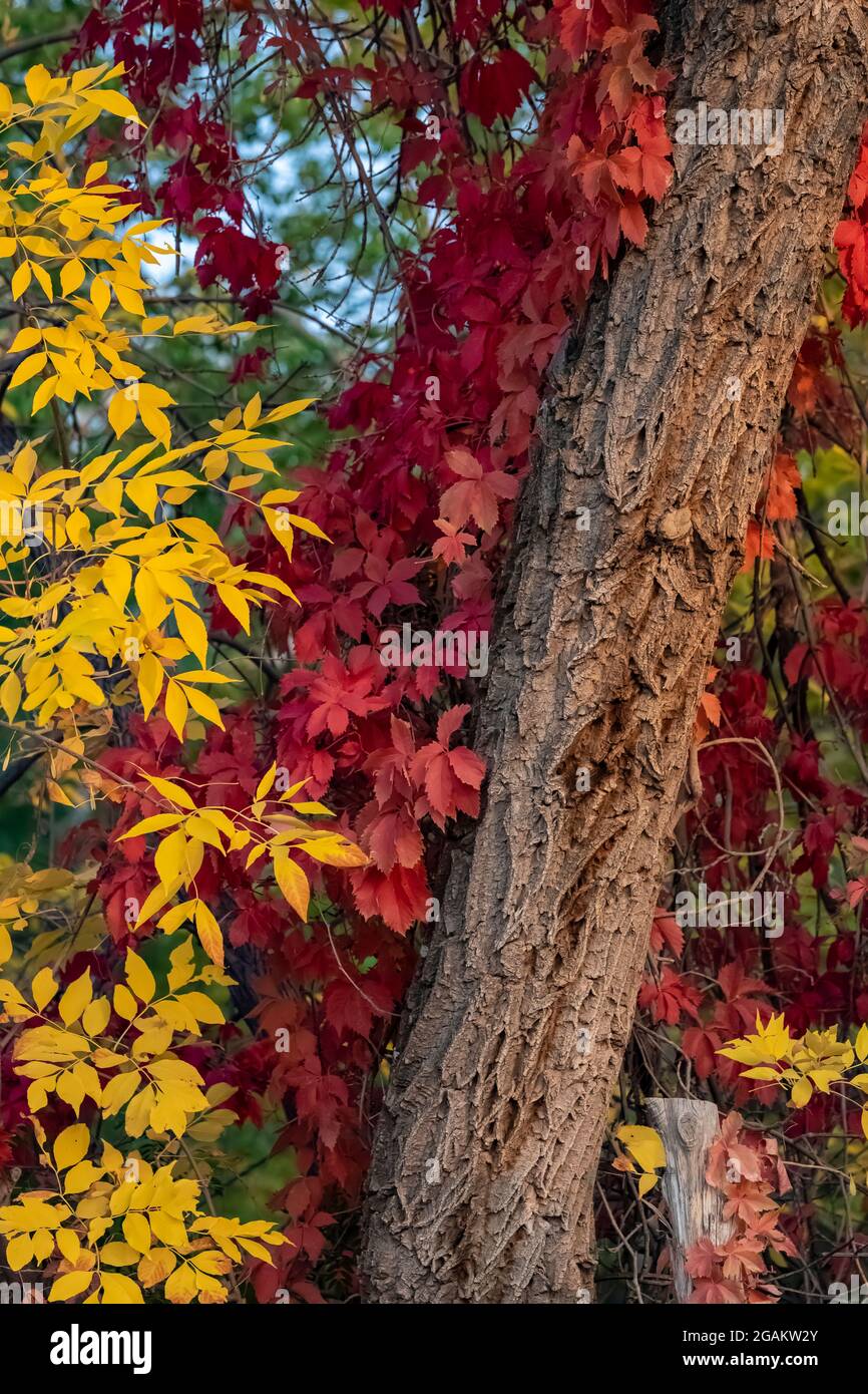 Virginia Creeper, Parthenocissus quinquefolia, in scarlet autumn color ...