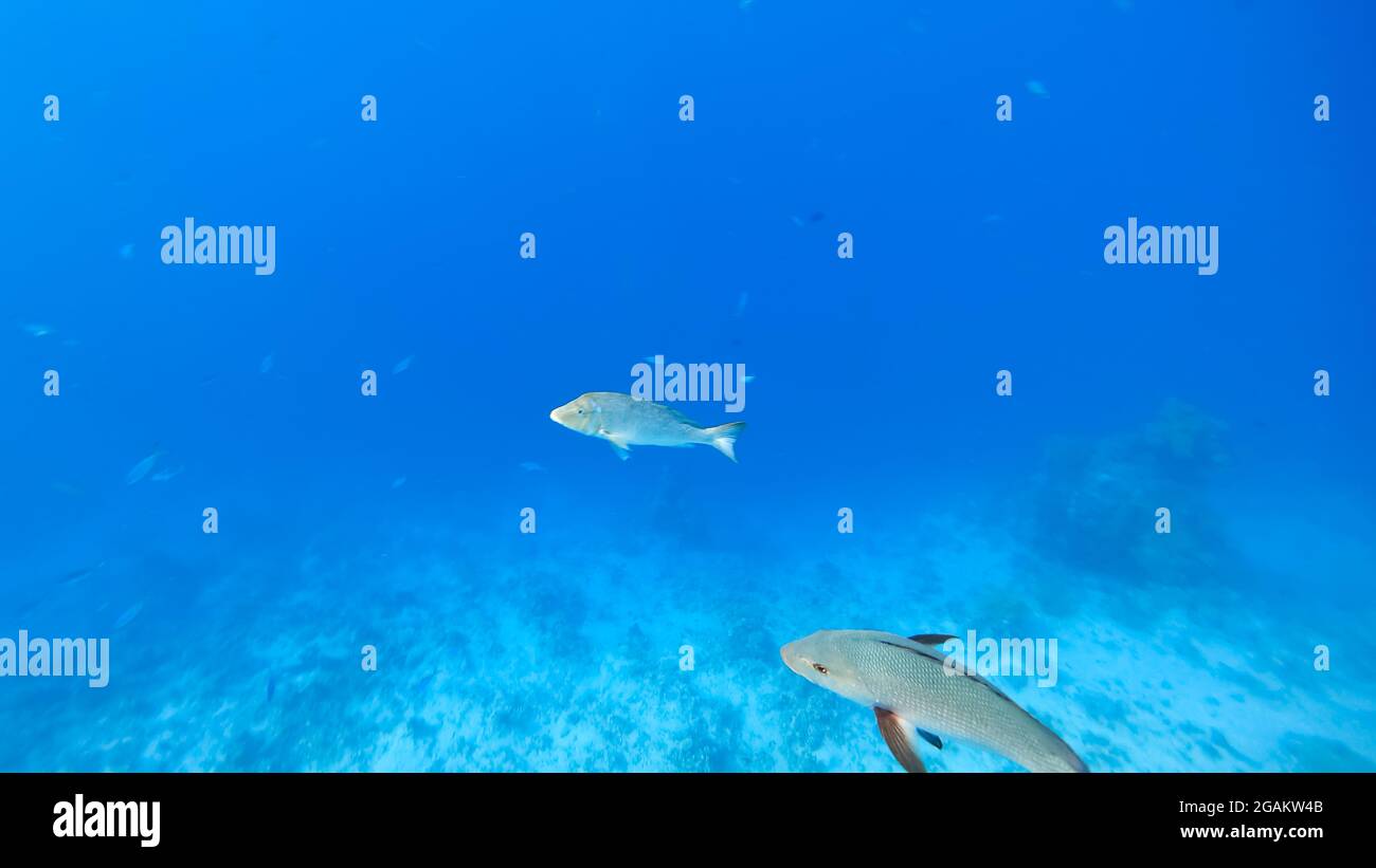 predatory tropical fish swim against the background of the blue sea ...