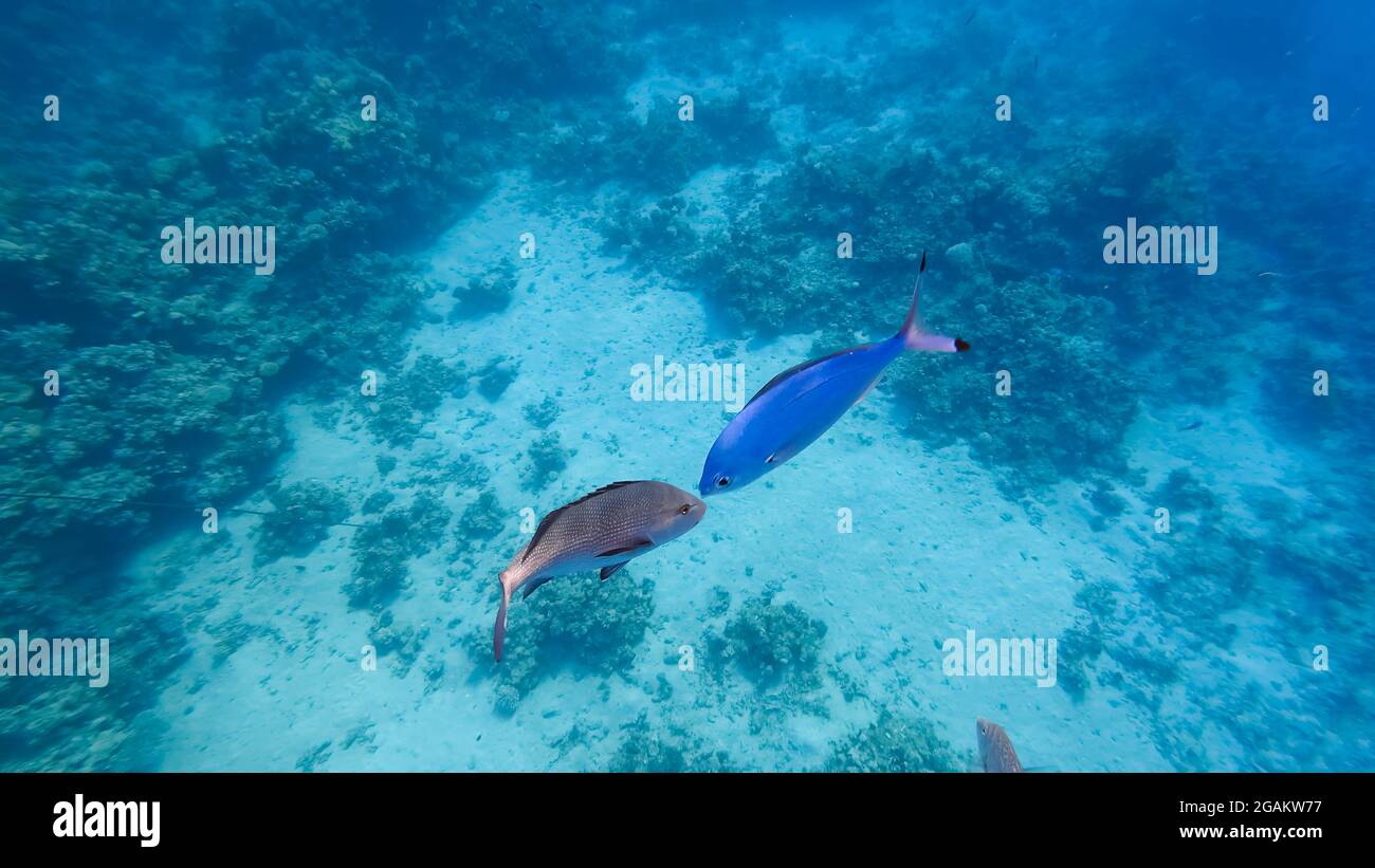 gray and blue tropical fish met each other at the bottom of the blue ...