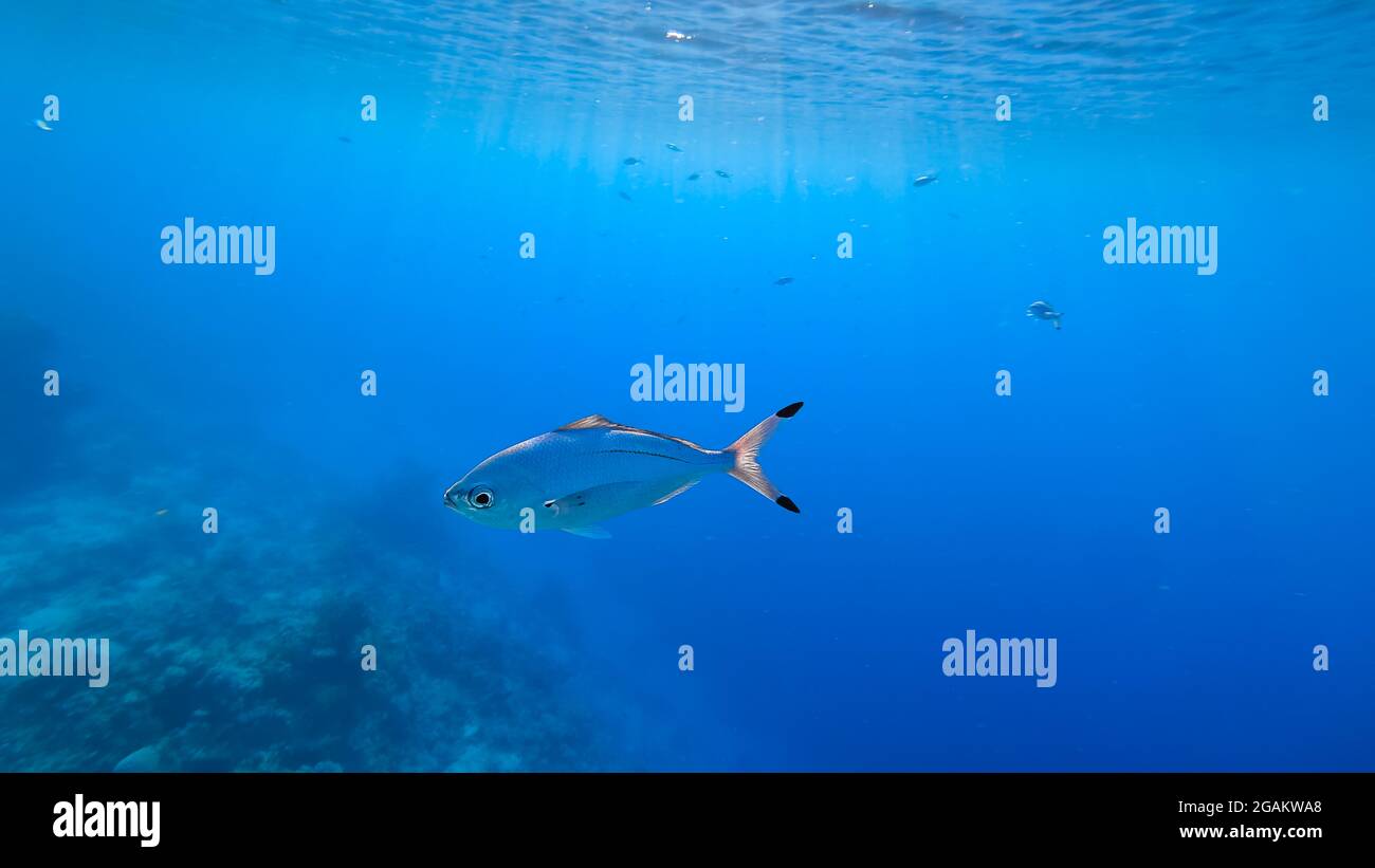 at the depths of the sea, under the water column, beautiful fish are ...