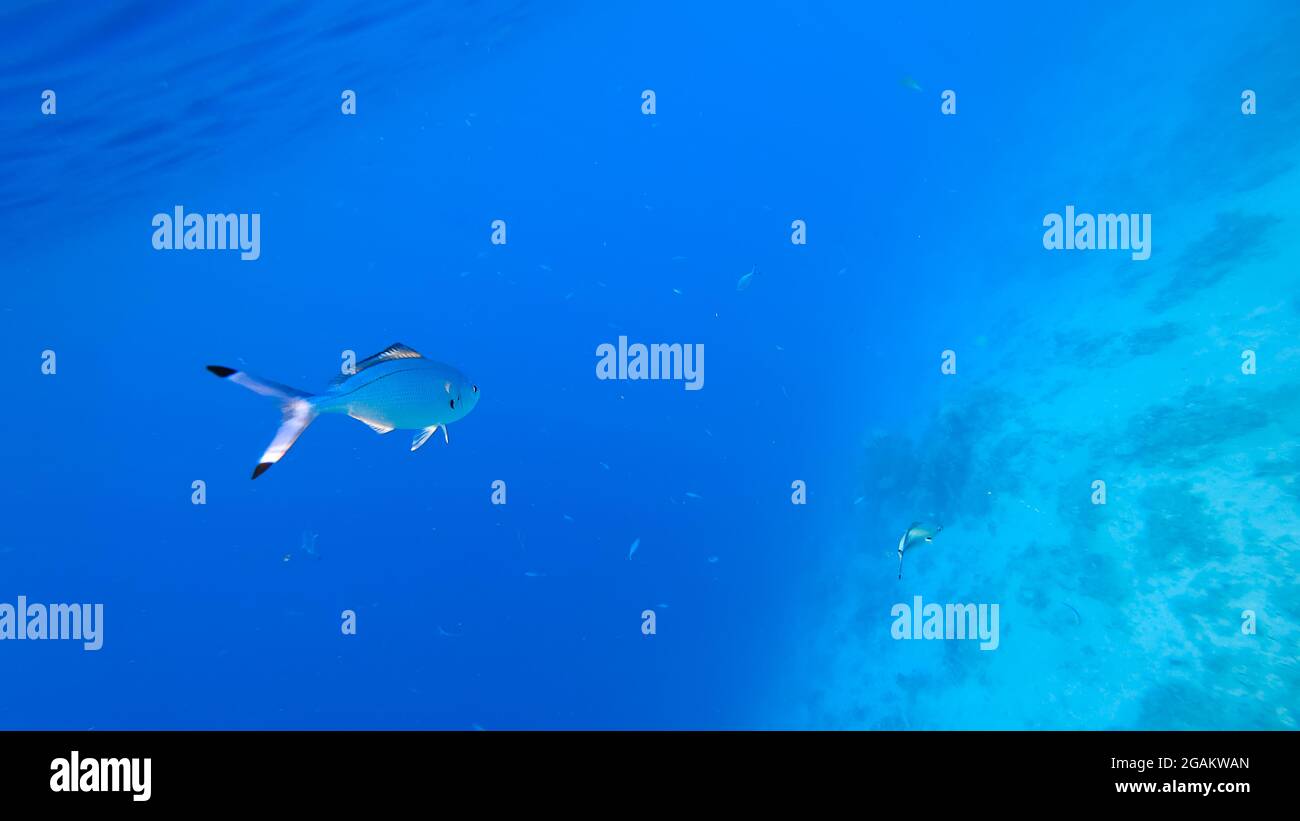 beautiful blue tropical fish swims away in the depths of the sea Stock ...