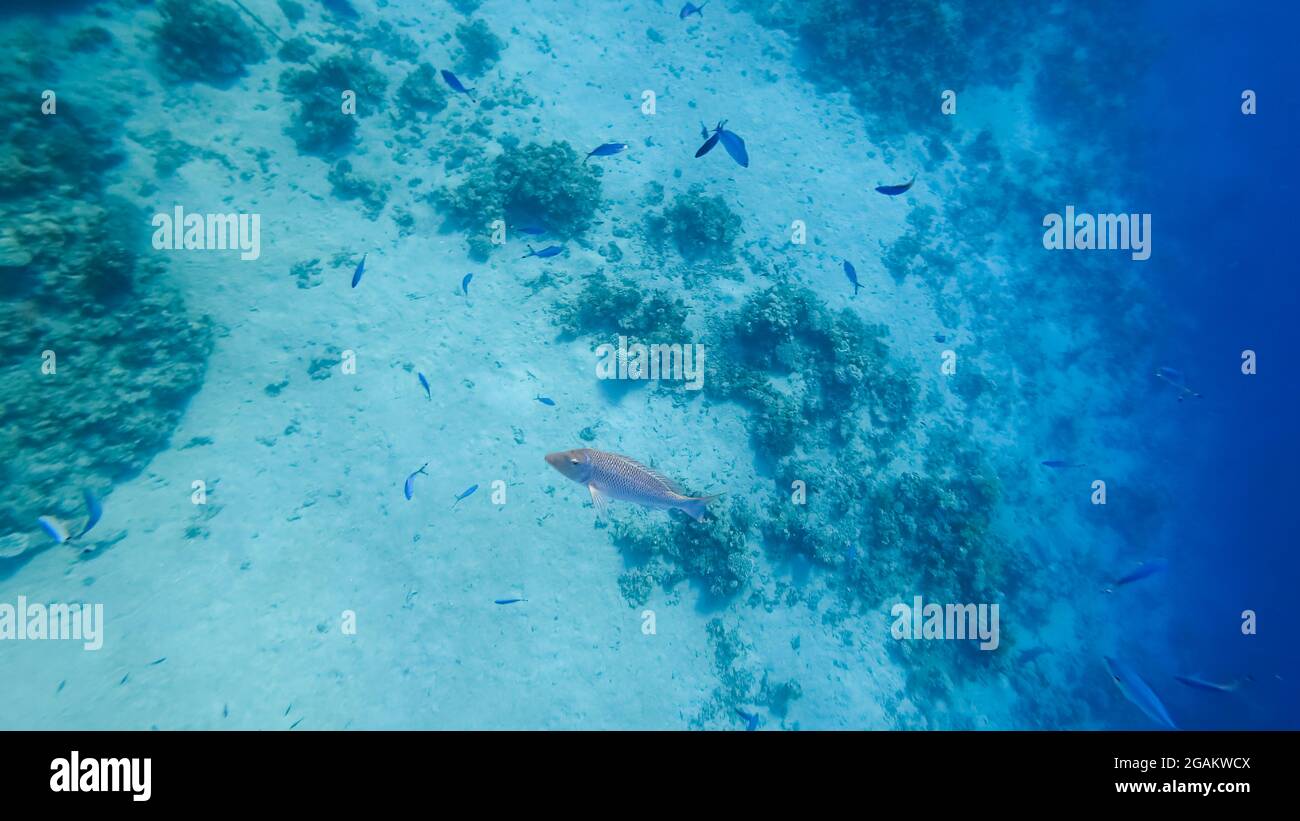 top-down view, on the background of the seabed near the coral, a ...