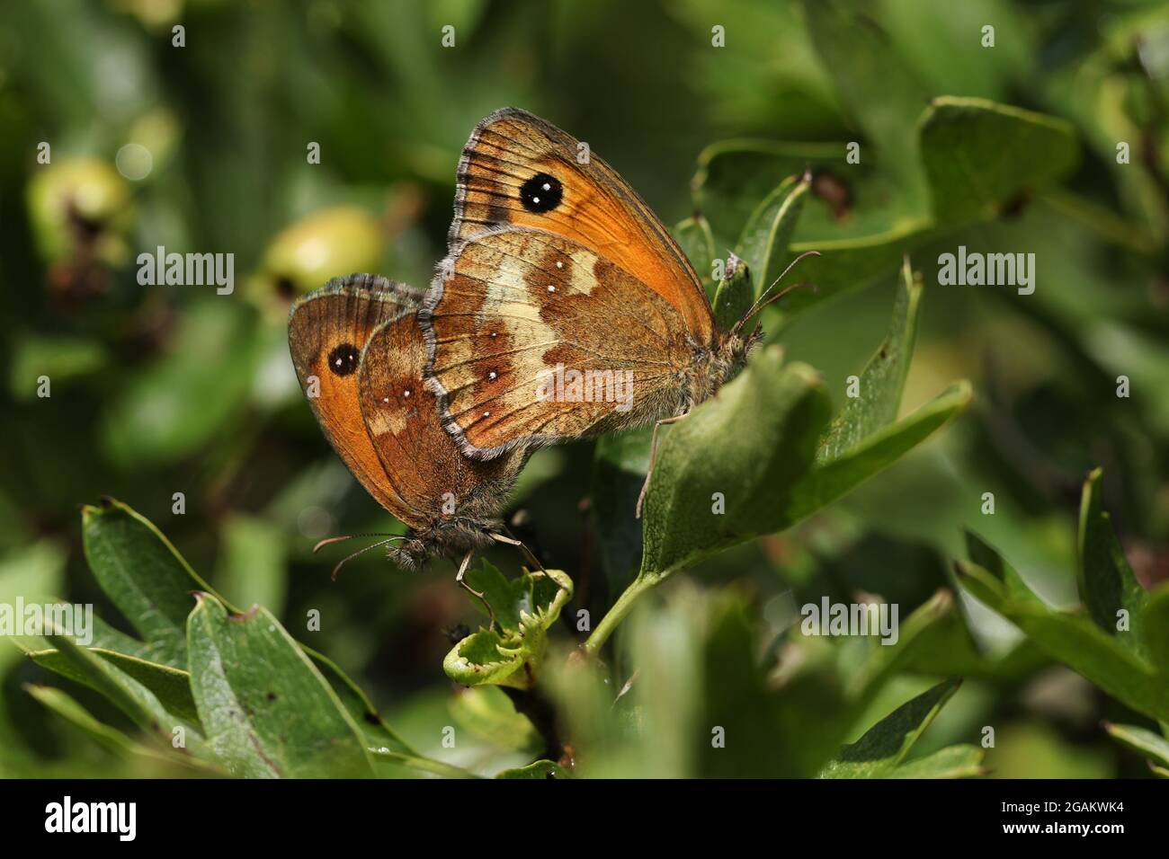 A mating pair of Gatekeeper Butterfly, Pyronia tithonus, resting on a ...