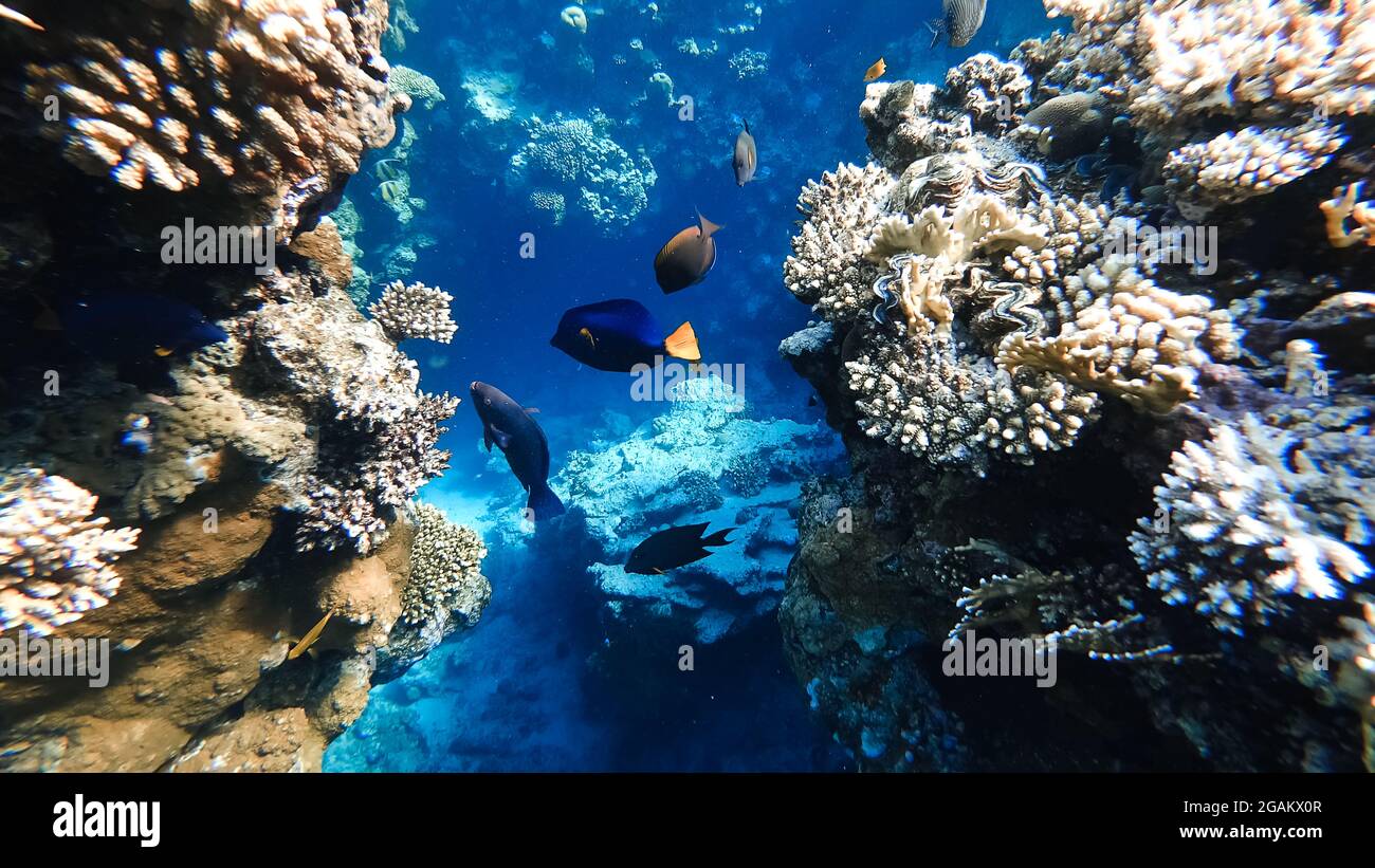 corals of the red sea under water, illuminated by the sun's rays of ...