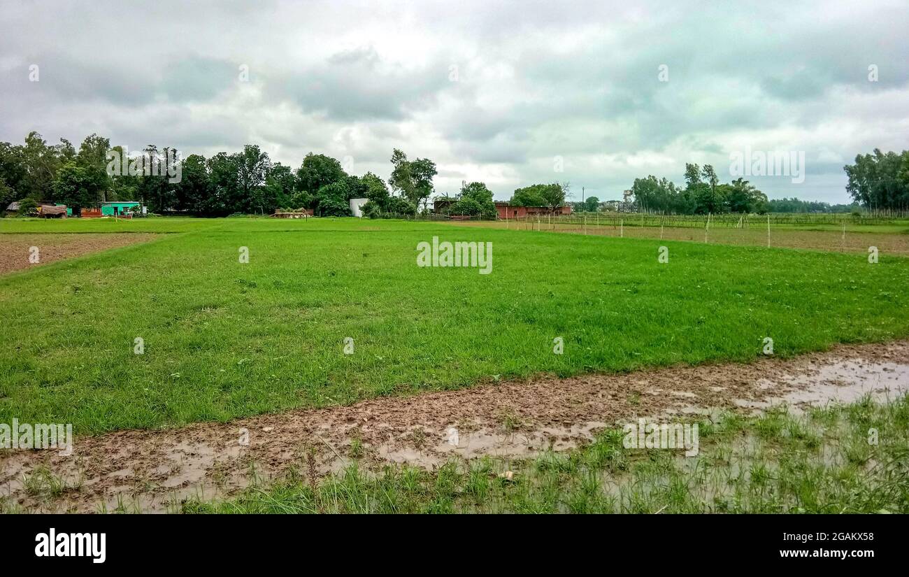 beautiful grass field with amazing scenery in india Stock Photo - Alamy