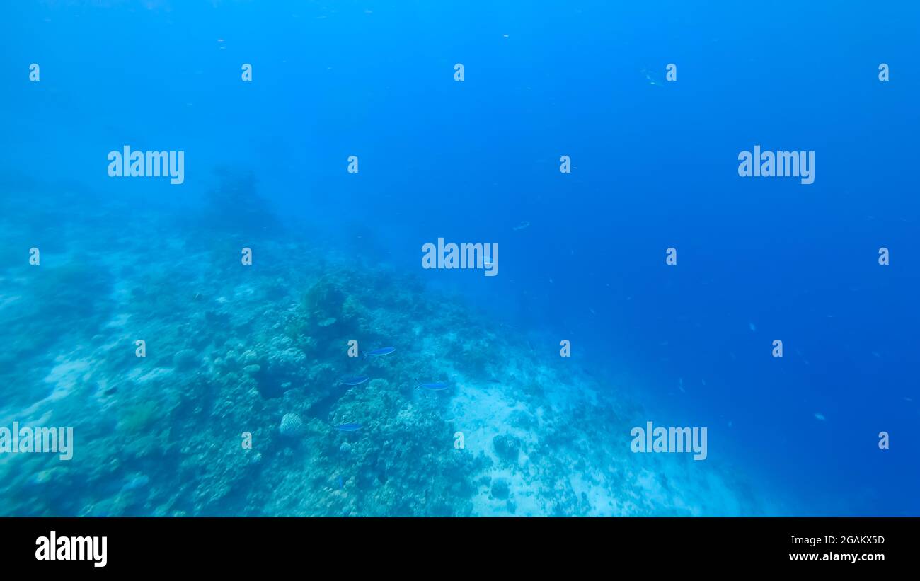 schools of blue fish are swimming in the depths of the blue sea Stock ...