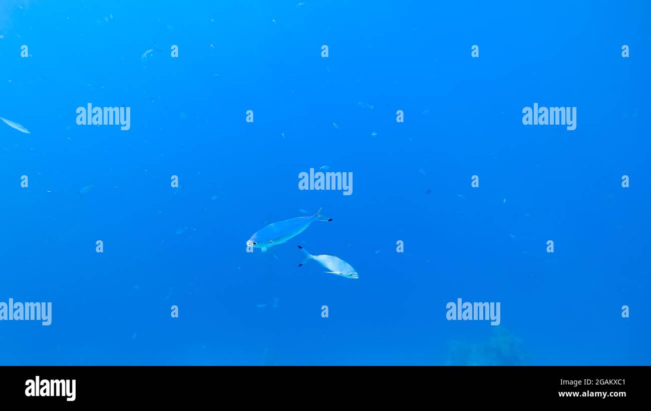 two beautiful blue tropical fish swim against the background of the ...