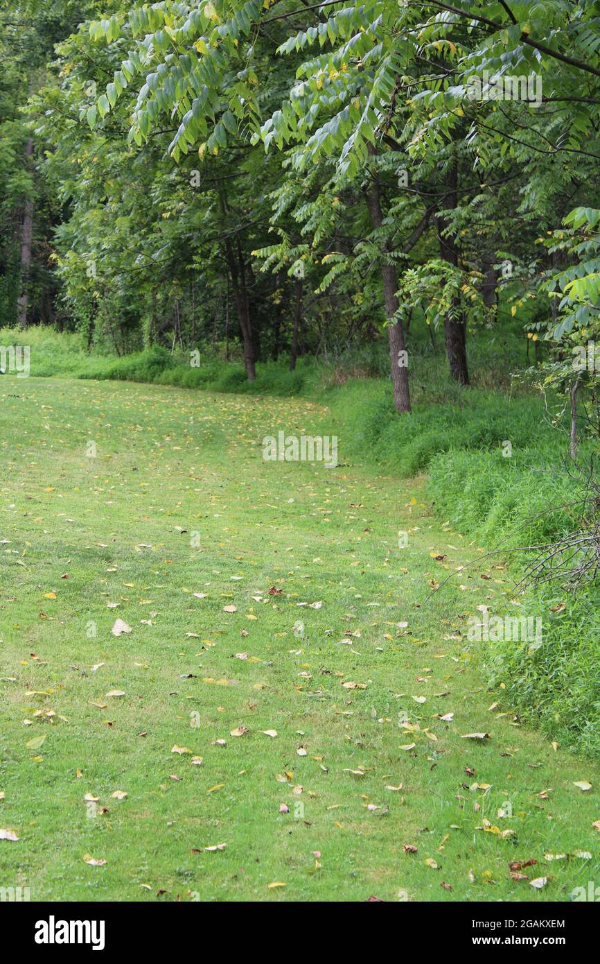 Black walnut hi-res stock photography and images - Alamy