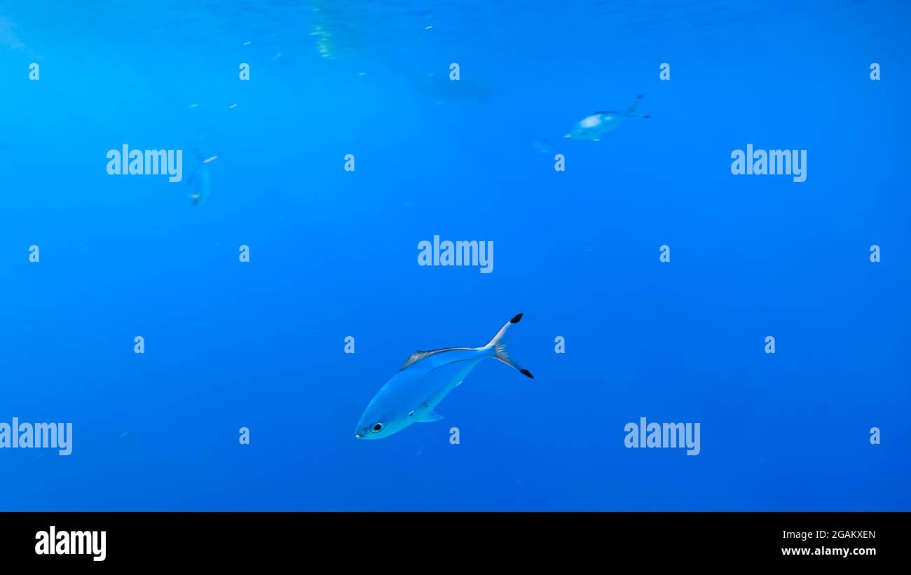 beautiful blue background, the sea on which the blue fish swim close-up ...