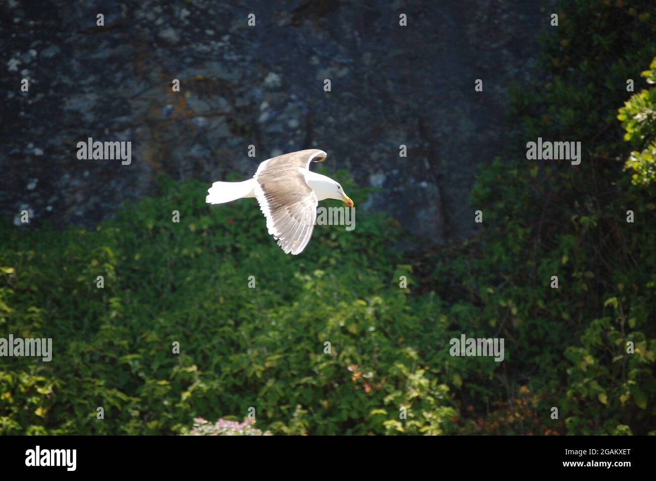 Soaring - Bird in Flight with cliff backdrop Stock Photo - Alamy