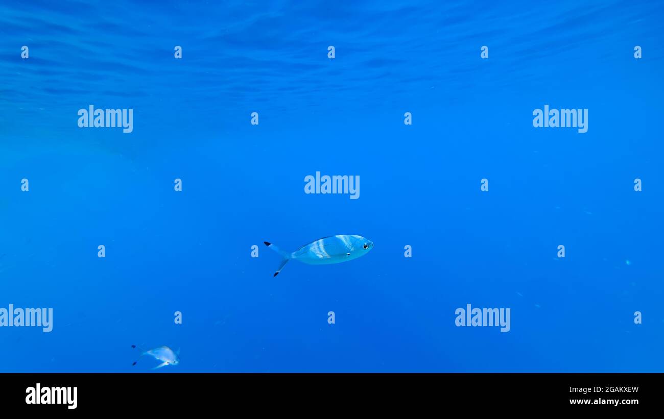 in the depths of the blue sea, blue small fish swim, on which the sun's ...