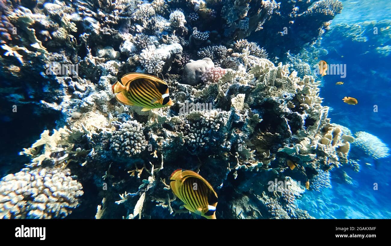 sea corals of the red sea, near which tropical fish swim Stock Photo ...