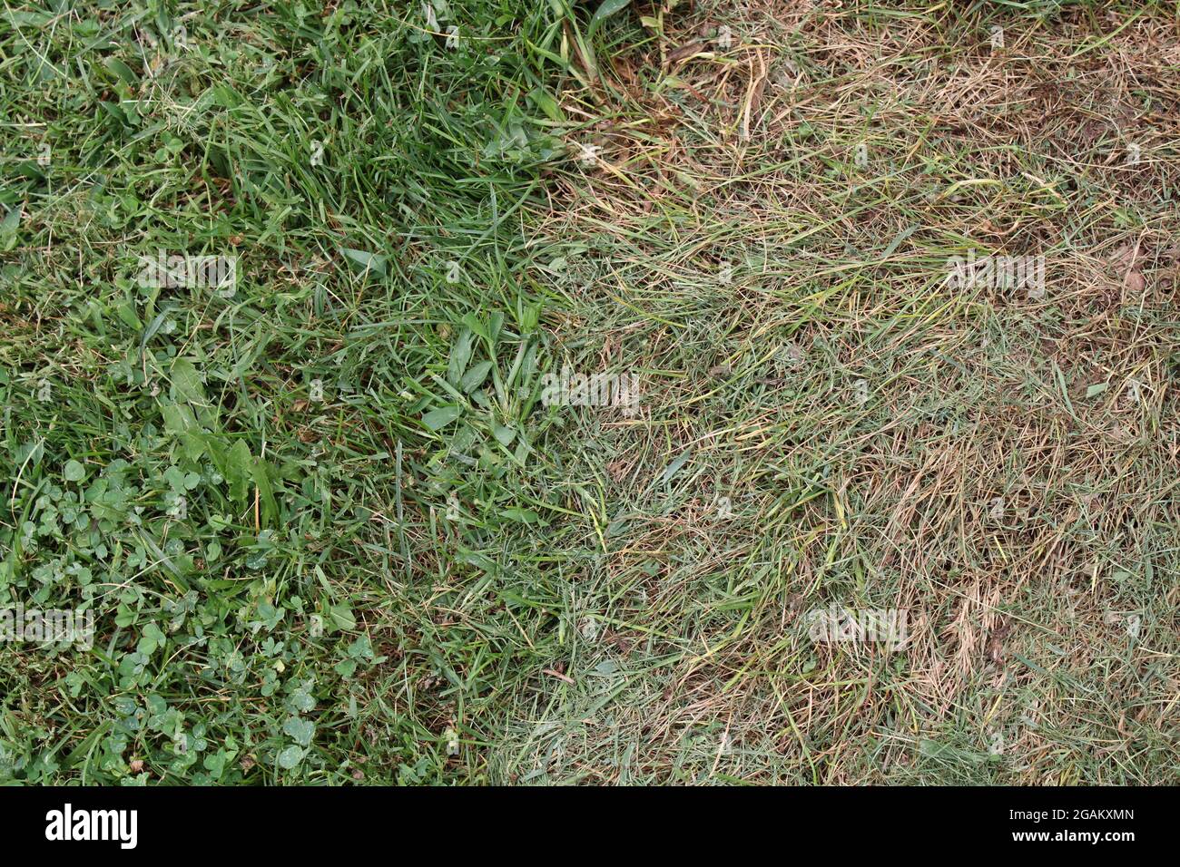 Grass example hi-res stock photography and images - Alamy