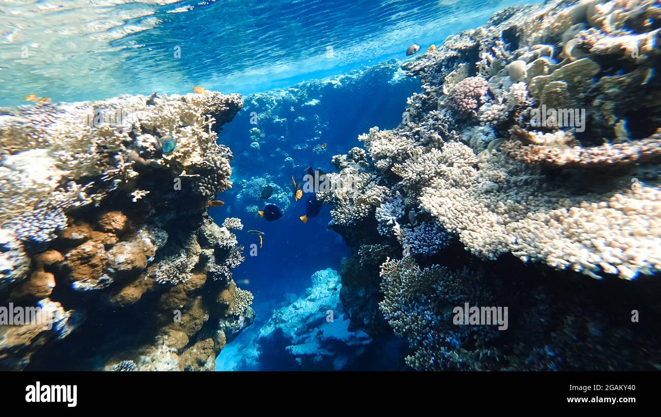 many colorful tropical fish swim near the coral at the bottom of the ...