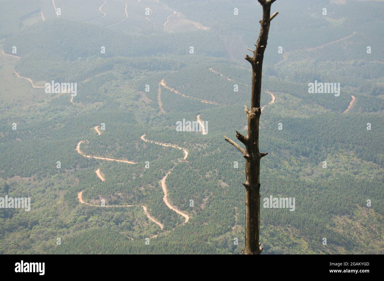 Birds Eye View of a Forestry Plantation Stock Photo - Alamy