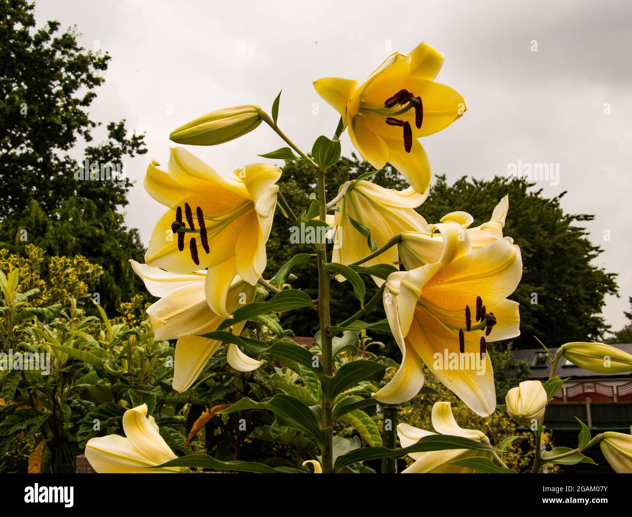 Giant Lily Blooms Stock Photo - Alamy