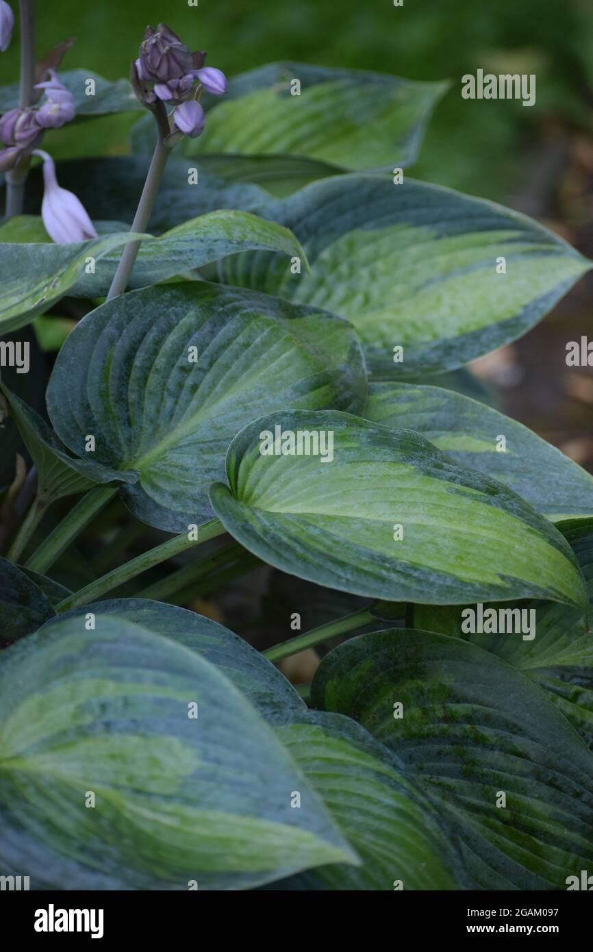 Flower and beautiful Foliage of a Hosta Stock Photo - Alamy