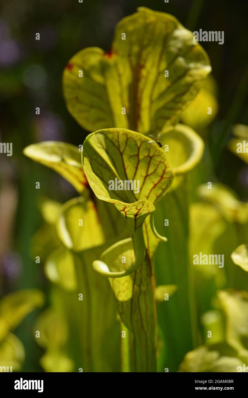 the Sun shines through the yellow Pitcher plant Stock Photo - Alamy