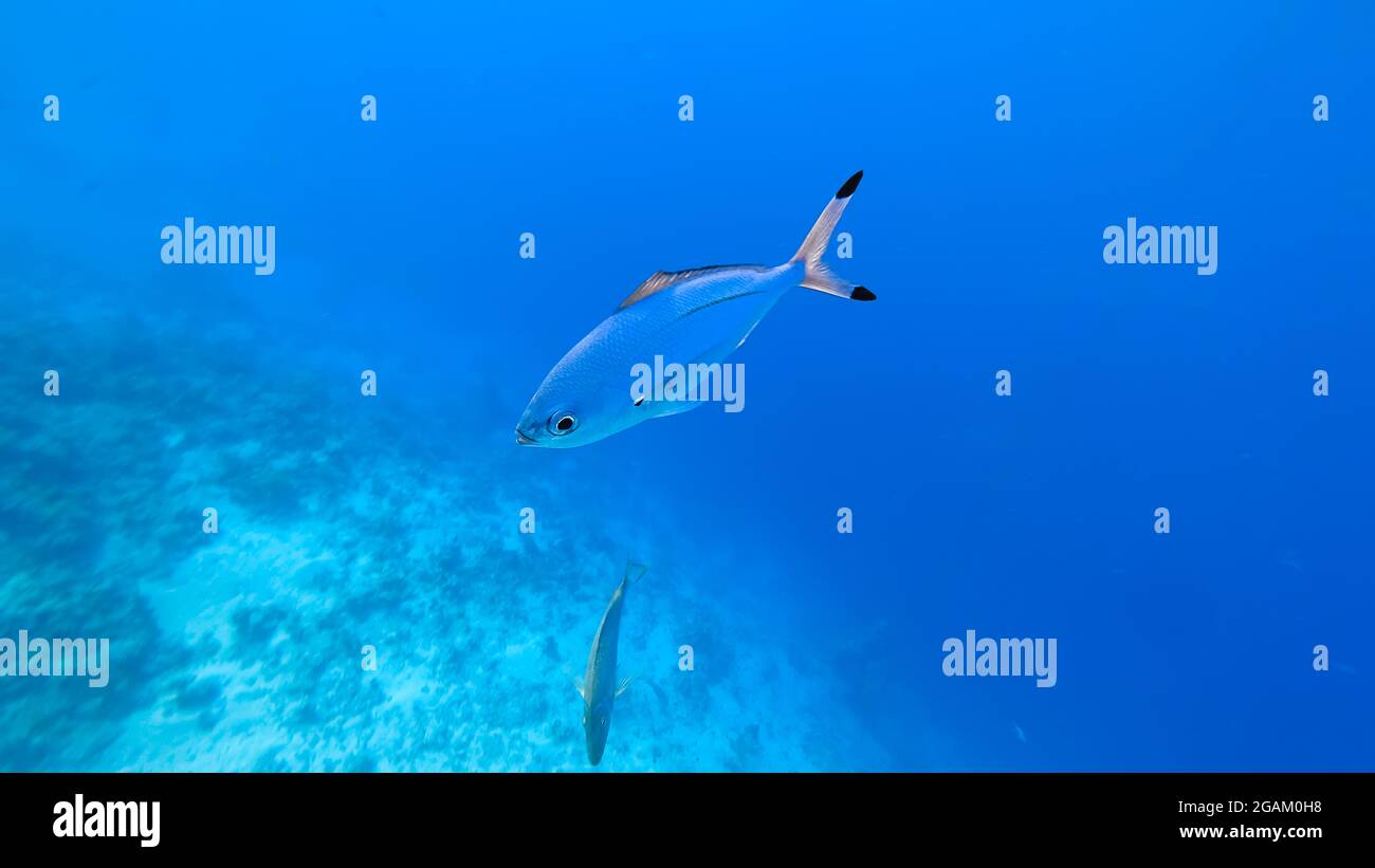 beautiful blue fish with pale orange fins swim along the bottom of the ...