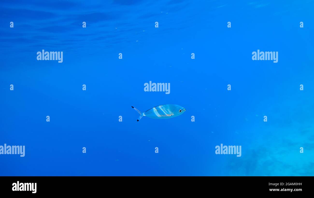 Caribbean coral reef sparkles hi-res stock photography and images - Alamy