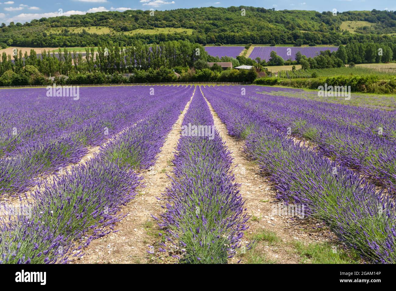 Castle Farm Lavender fields in Kent, UK Stock Photo - Alamy