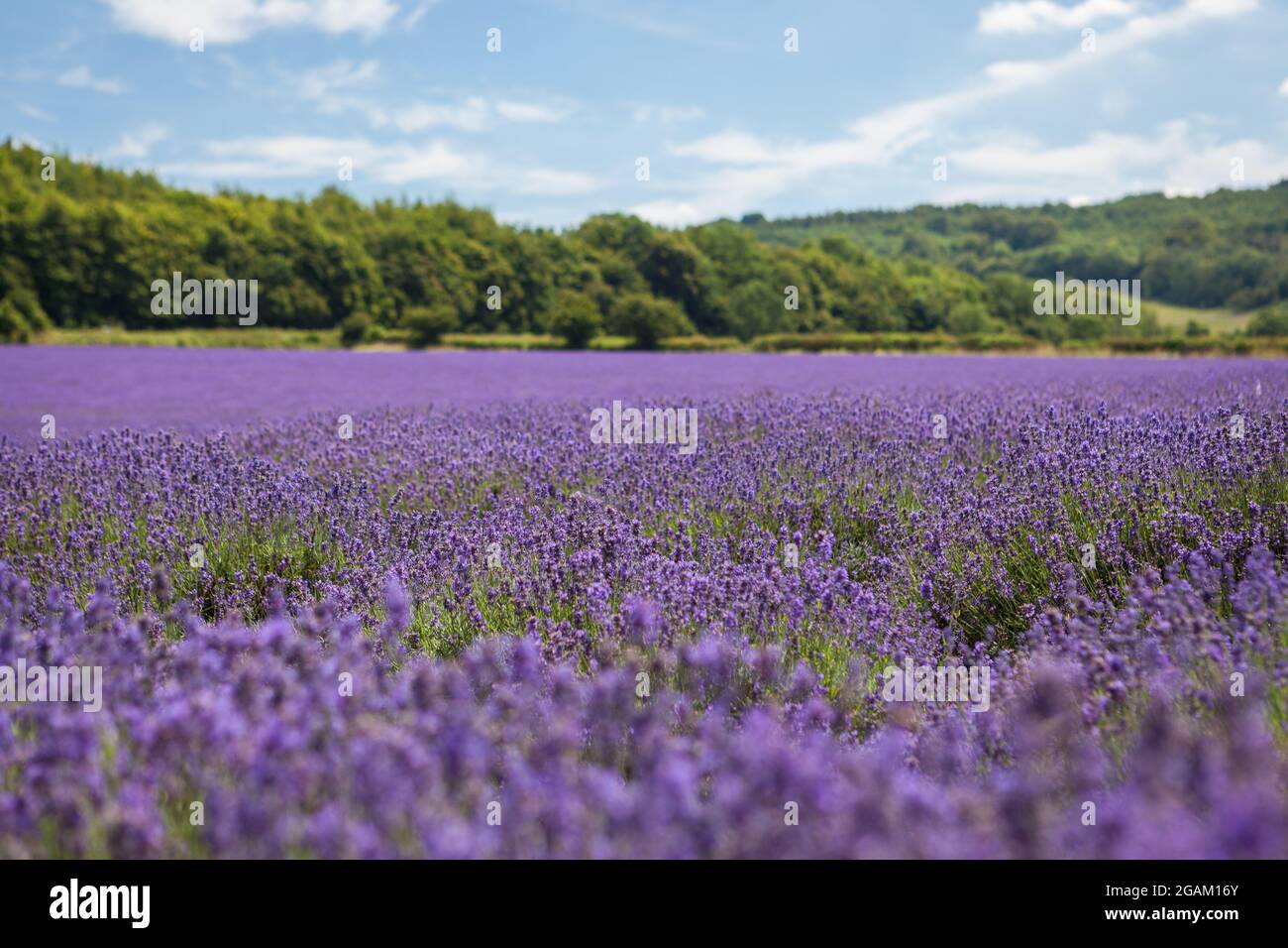 Castle Farm Lavender fields in Kent, UK Stock Photo - Alamy