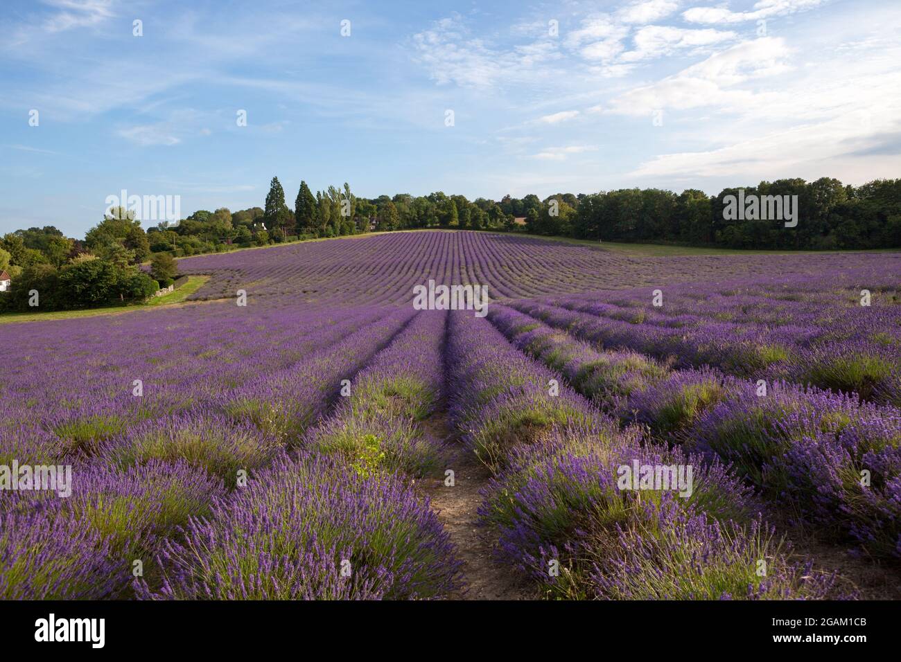 Castle Farm Lavender fields in Kent, UK Stock Photo - Alamy