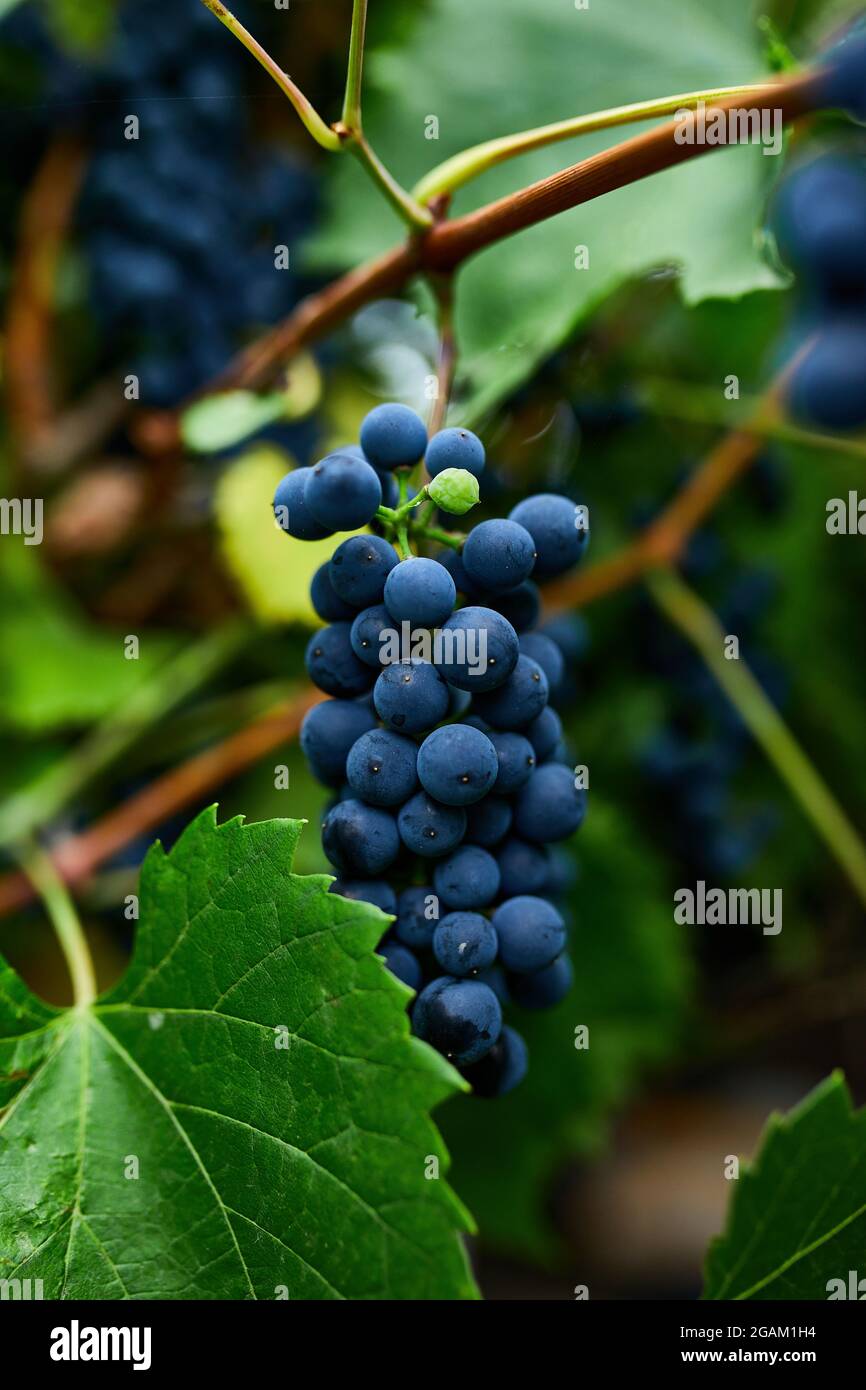 A bunch of grapes ready for picking in a vineyard, Concept of growing ...